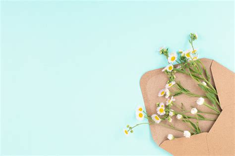 카모마일 꽃 봉투 어머니와 할머니를 위한 인사말 카드 여름 생일 야생화 선물 선물에 대한 스톡 사진 및 기타 이미지 선물