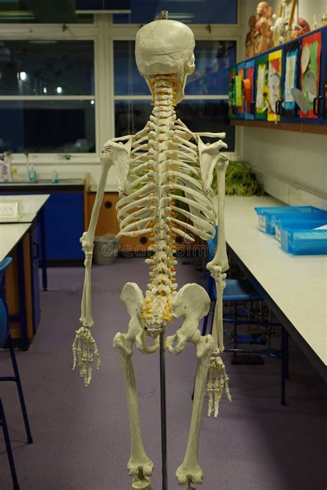 Closeup Of A Human Skeletal Model In A Science Lab Chemicals And
