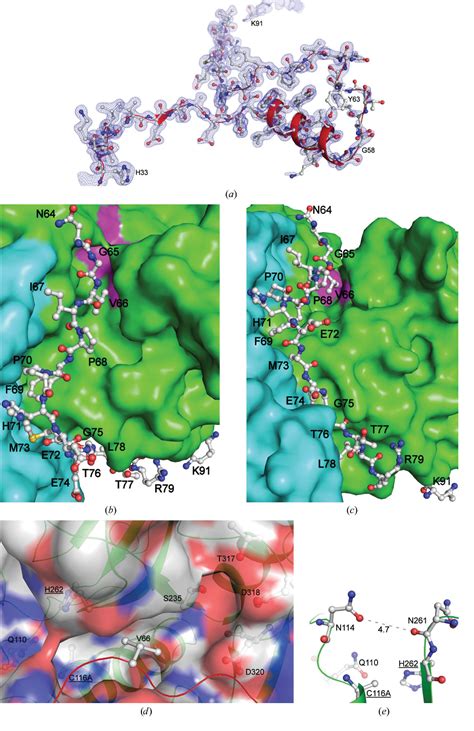 Figure 3 From The Structure Of The Cysteine Protease And Lectin Like