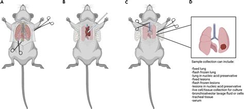 Cell Press Star Protocols