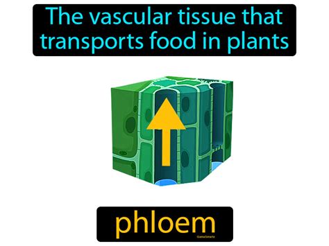 Phloem Definition And Image Radience