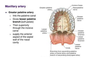 Pterygopalatinefosssapdf