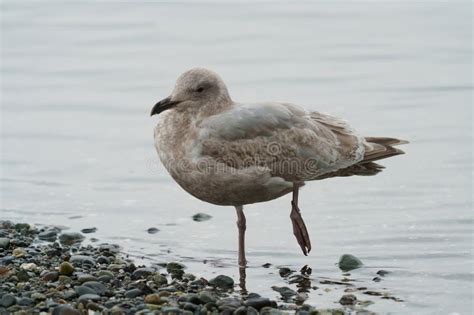 Glaucous Winged Gull Resting Stock Image Image Of North Blurred 273875517