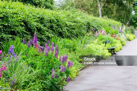 미니멀 한 정원 풍경 스코틀랜드 영국에서 화창한 날에 식물과 잔디와 푸른 꽃과 회색 골목풍경 전형적인 영국 별장 정원 배열 텍스트 공간이 0명에 대한 스톡 사진 및 기타