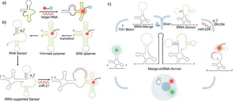 Fluorescent Rna Tags For In Situ Rna Imaging In Living Cells Yin 2023 Analysis And Sensing