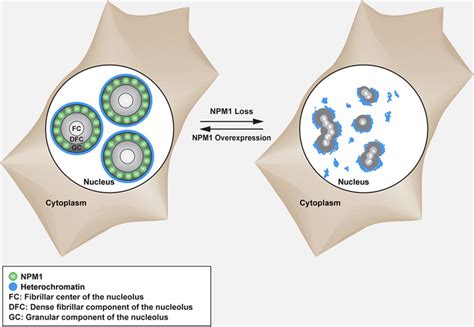 Effects Of Npm1 On Nucleolar Structure This Is A Schematic