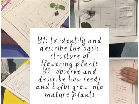 Ks1 Science Plants Parts Of A Plant Teaching Resources