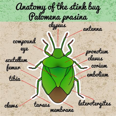 Stink Bug Anatomy 27778131 Stink Bug Stock Illustrations