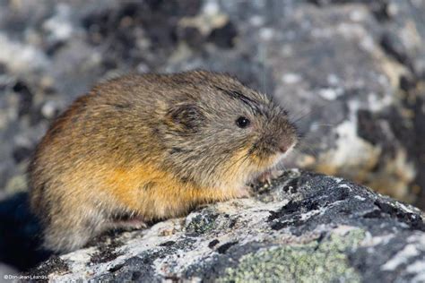 Critter Spotlight Brown Lemming Lemmus Sibiricus