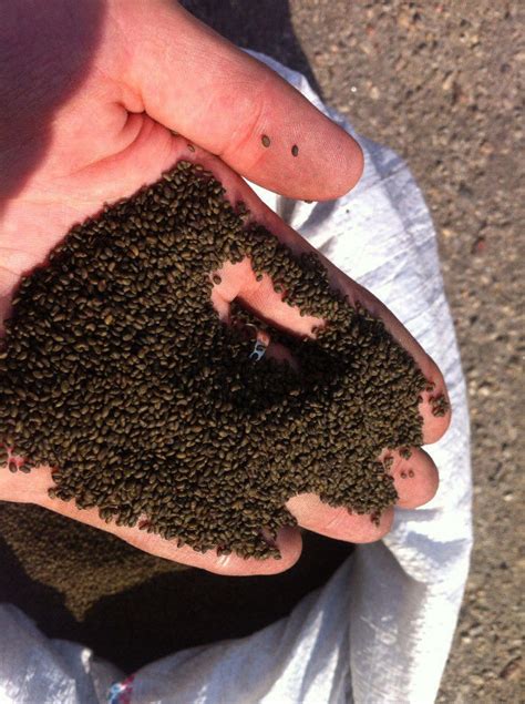 Продам семена люцерны и эспарцета высокого качества