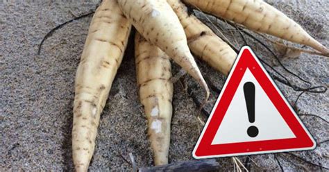 Deadly ‘parsnip That Can Kill Humans With One Bite Found In Uk Daily