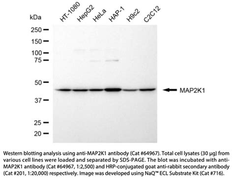 Kd Validated Anti Map2k1 Rabbit Pab 64967 Genuin Biotech