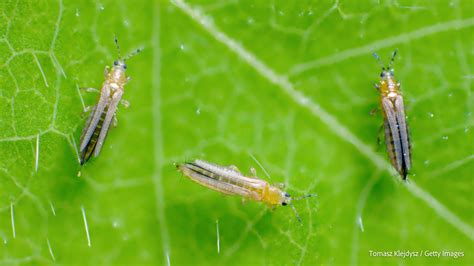 How To Get Rid Of Thrips Indoors Growing Joy With Maria