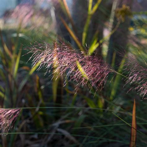 Sweet Grass Charleston Parks Conservancy