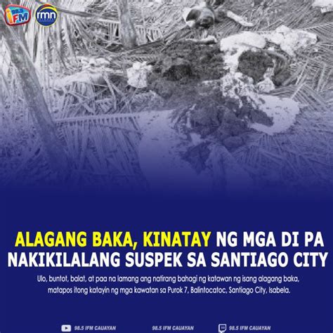 Alagang Baka Kinatay Ng Mga Di Pa Nakikilalang Suspek Sa Santiago City