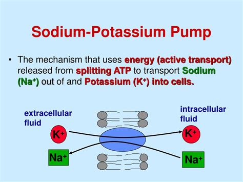 Ppt Plasma Membrane Powerpoint Presentation Free Download Id6013563