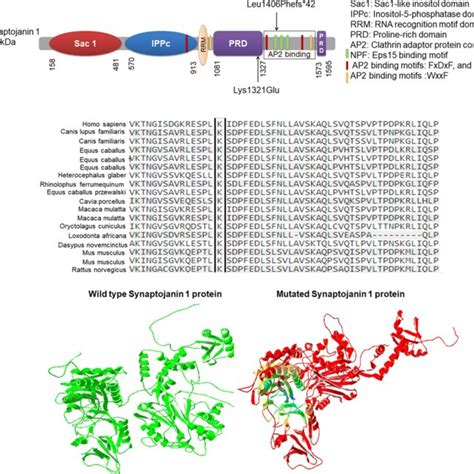 A Molecular Structure Of Synaptojanin 1 And Location Of Each Mutation Download Scientific