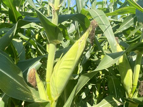 Biomass Maize Variety Lch9 Gives A Very High Yield