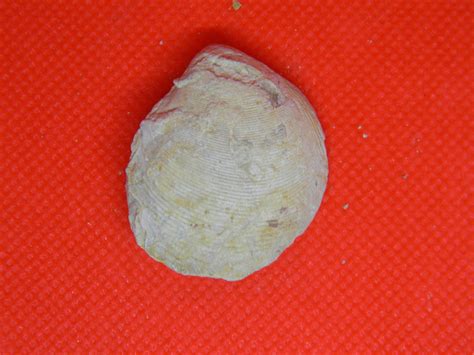 Fossil Specimen Bivalvia Jurassic James