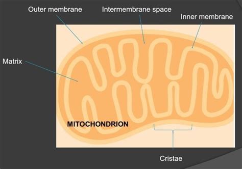 Cellular Respiration Flashcards Quizlet