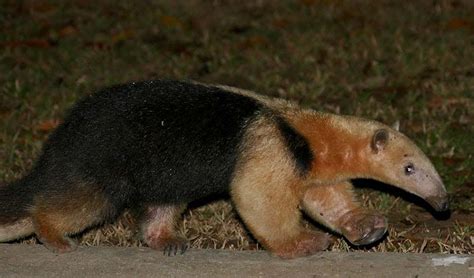 Southern Tamandua Facts Distribution And Population Biodb