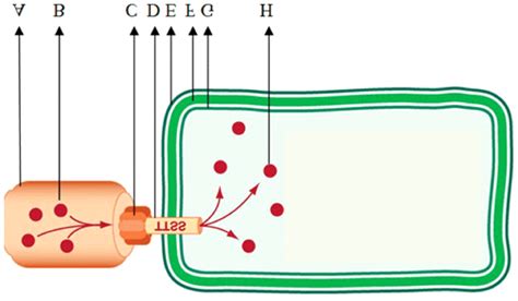 Type Iii Secretion System Phytopathogenic Bacteria Inject T3ss