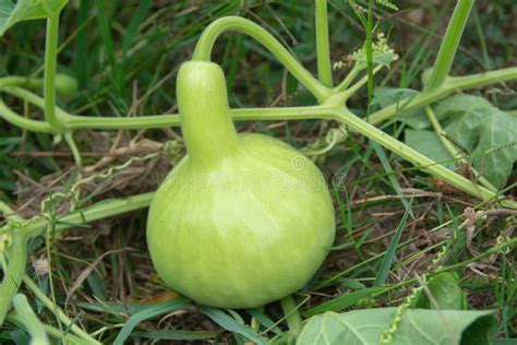 Courge De Bouteille Ou Courge De Calebasse Sur La Terre Dans Le Jardin