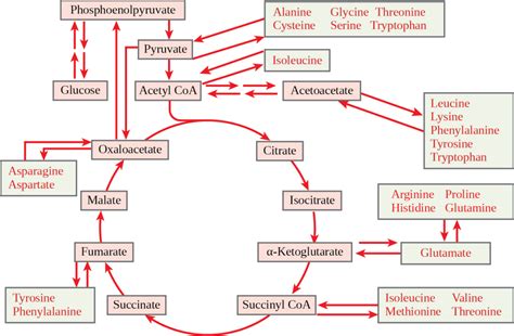 What Are The 2 Metabolic Pathways At Ellen Green Blog