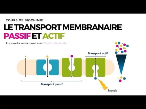 Exemples De Transport Actif