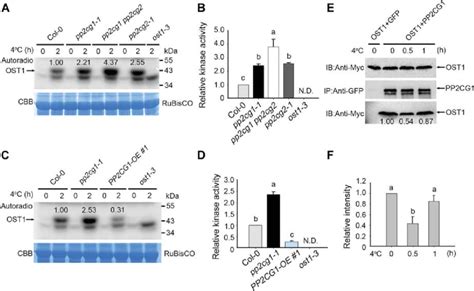 Cold Activates Ost1 Kinase Activity By Attenuating The Interaction