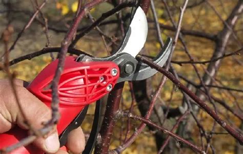 The Best Secateurs 2022 Rating Of Models And Types Secateurs Garden