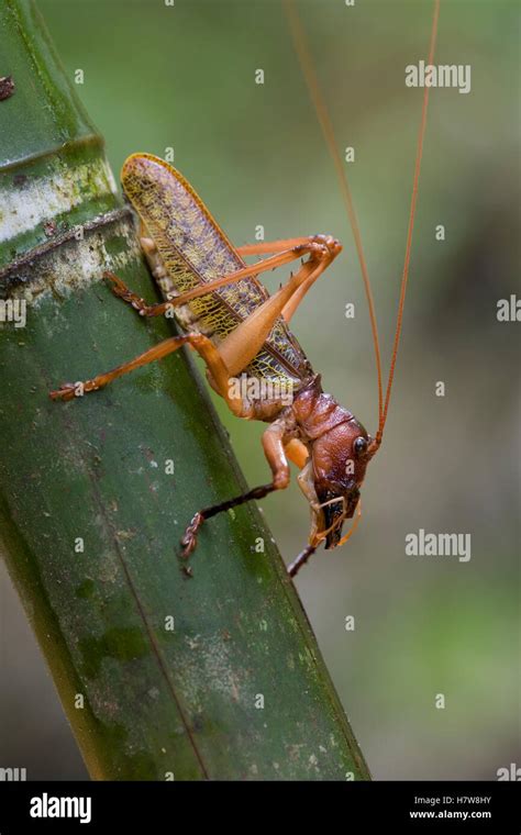 Katydid Gnathoclita Vorax Male Showing Large Mandibles Guyana Stock
