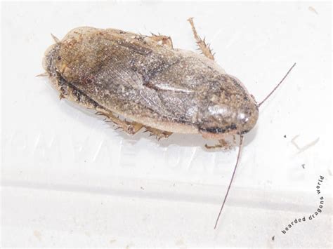 Cockroach Cuisine Evaluating Cockroaches For Bearded Dragons