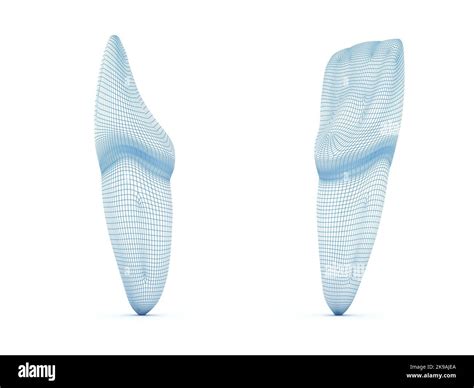 Morphology Of Maxillary Central Incisor Tooth Wired 3d Illustration