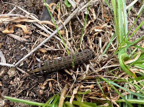 Moth Coprosma Hawk Moth Free Photos On