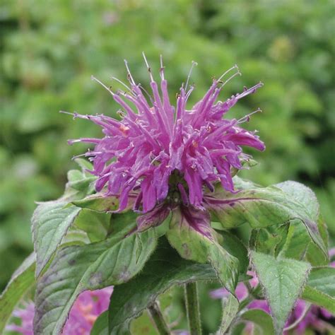 Anniversary Special Cherish Her With A Blue Stocking Bee Balm From