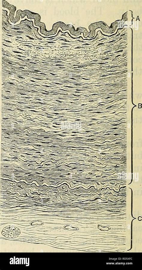 cunningham s text book of anatomy anatomy c b a2 ai structure of