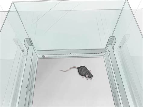 Open Field Test Activityanxiety Scantox