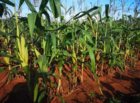 genetically modified maize archives whyafrica