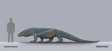 Megalania Size By Sameerprehistorica On Deviantart