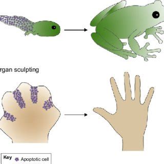 Signaling By Apoptotic Cells A Apoptosis Induced Proliferation Download Scientific Diagram