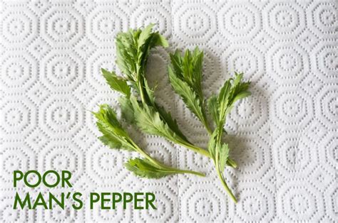 Foraged Spring Salad A Delicious Recipe From Your Backyard Stinging