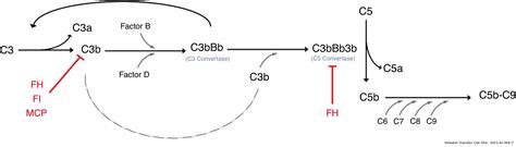Complement C3 Mutation Causing Atypical Hemolytic Uremic Syndrome