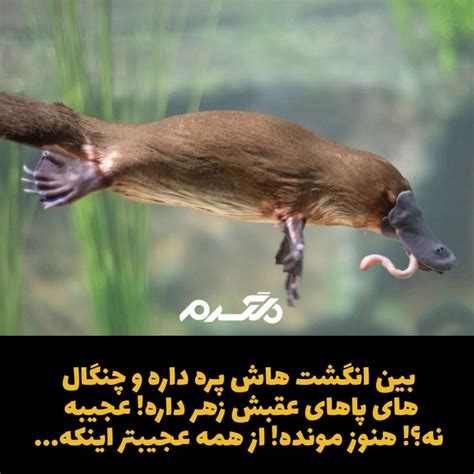 گوگولی ترین و عجیب ترین موجود جهان پلاتی پوس