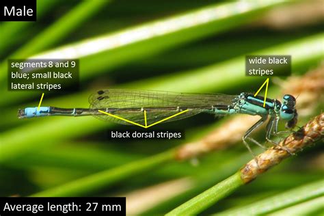 Western Forktail Arizona Dragonflies