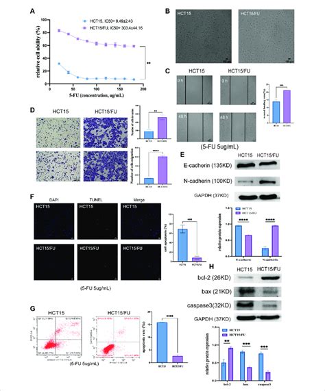 5 Fu Resistant Crc Cells Exhibit Emt Induction And Apoptosis Resistant