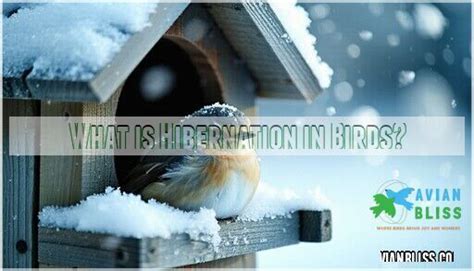 Do Birds Hibernate Or Migrate The Surprising Truth About Winter Birds