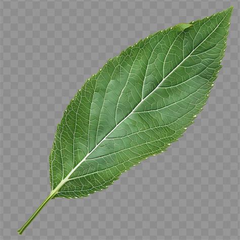 Sitka Willow Leaf With Lanceolate Leaf Shape And Deep Green Isolated