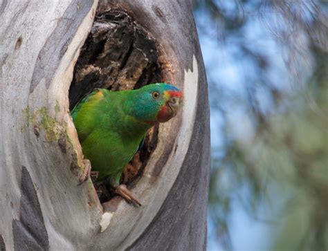 Phd Seminar Impacts Of Extrinsic Threats On Swift Parrot Population Dynamics Anu Fenner