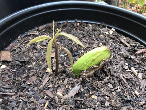 Mango Seed Germination Wild Mango Tree Ecofund
